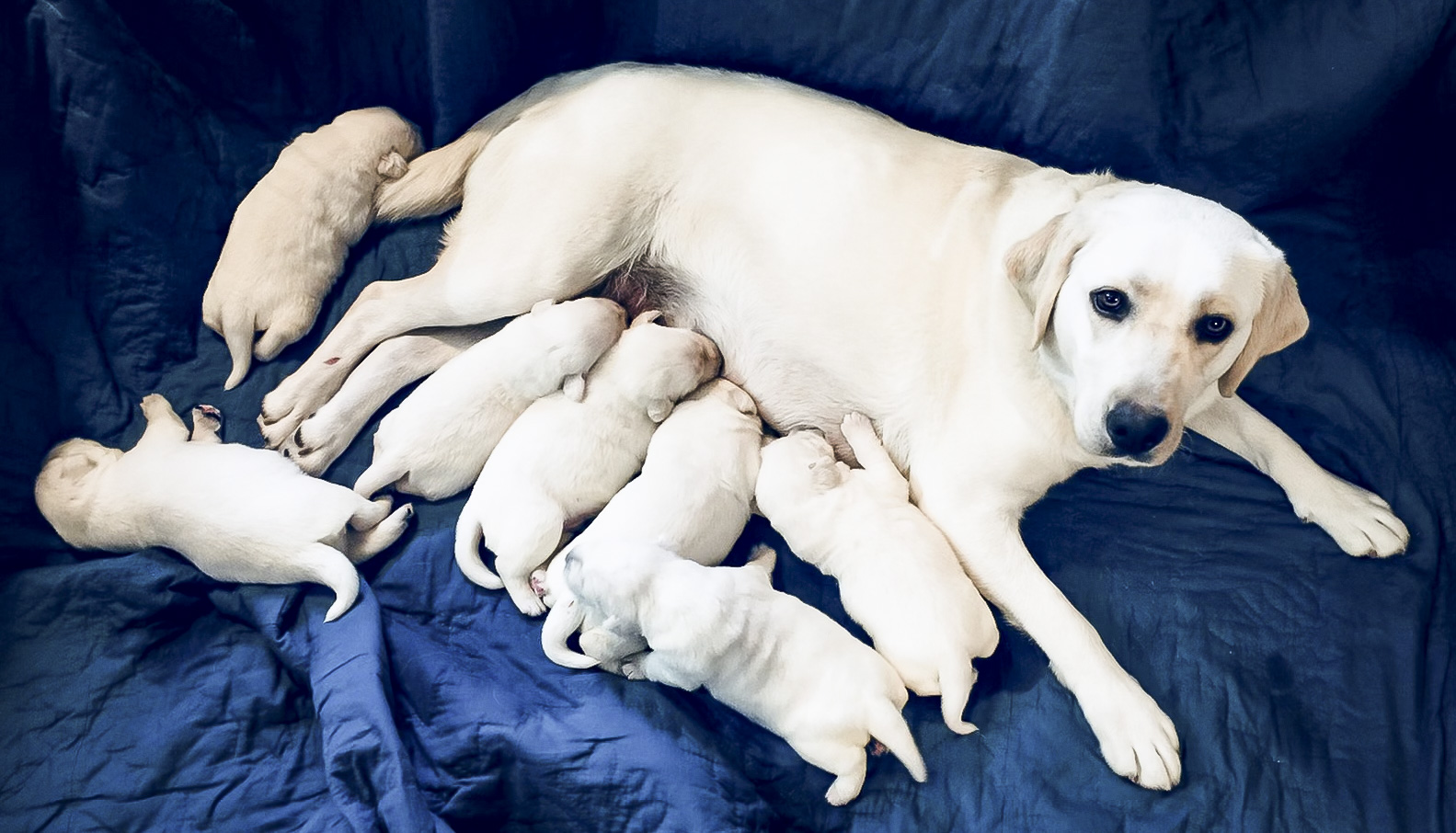 Past English Labrador Litters – Golden Oaks