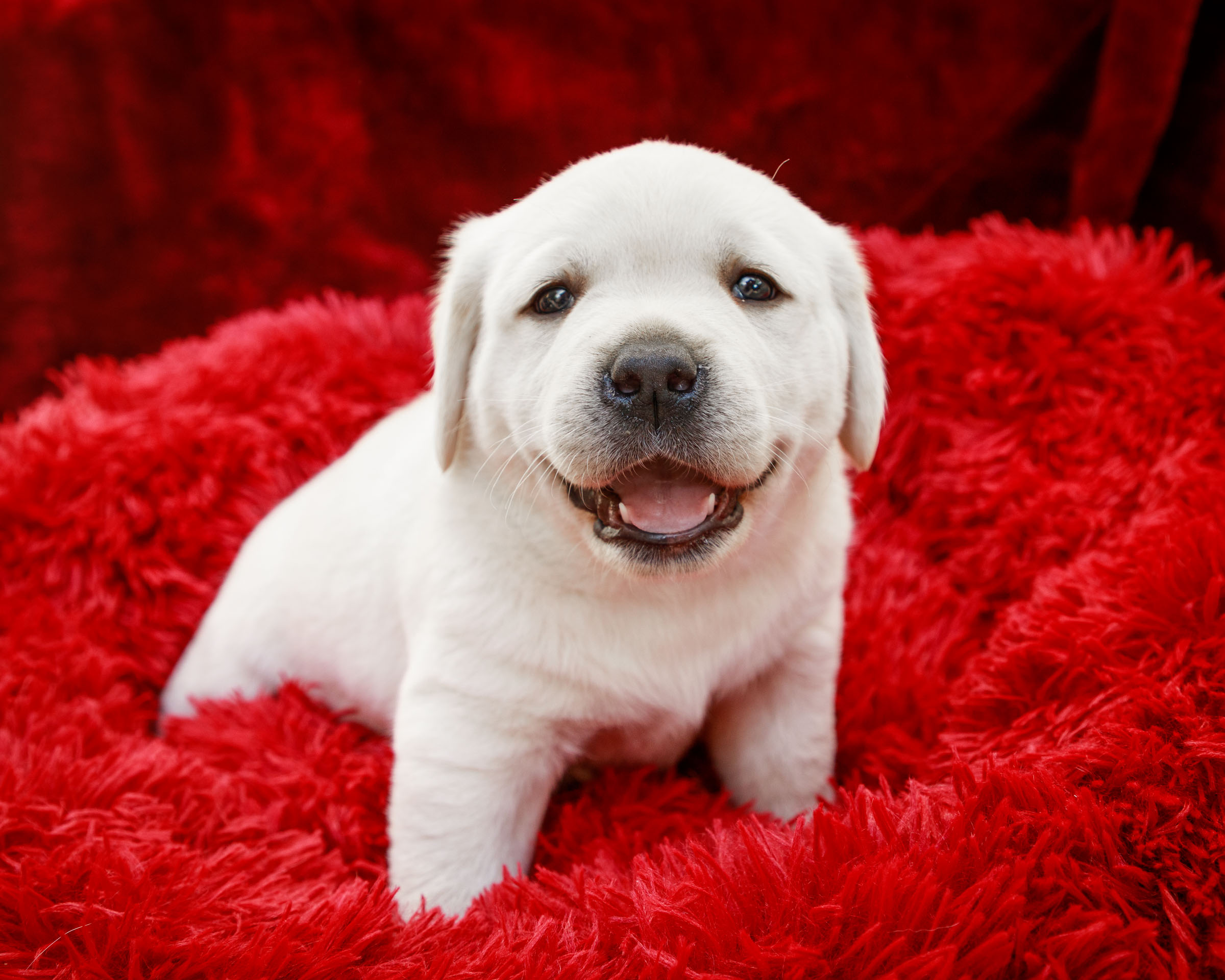 Past English Labrador Litters – Golden Oaks
