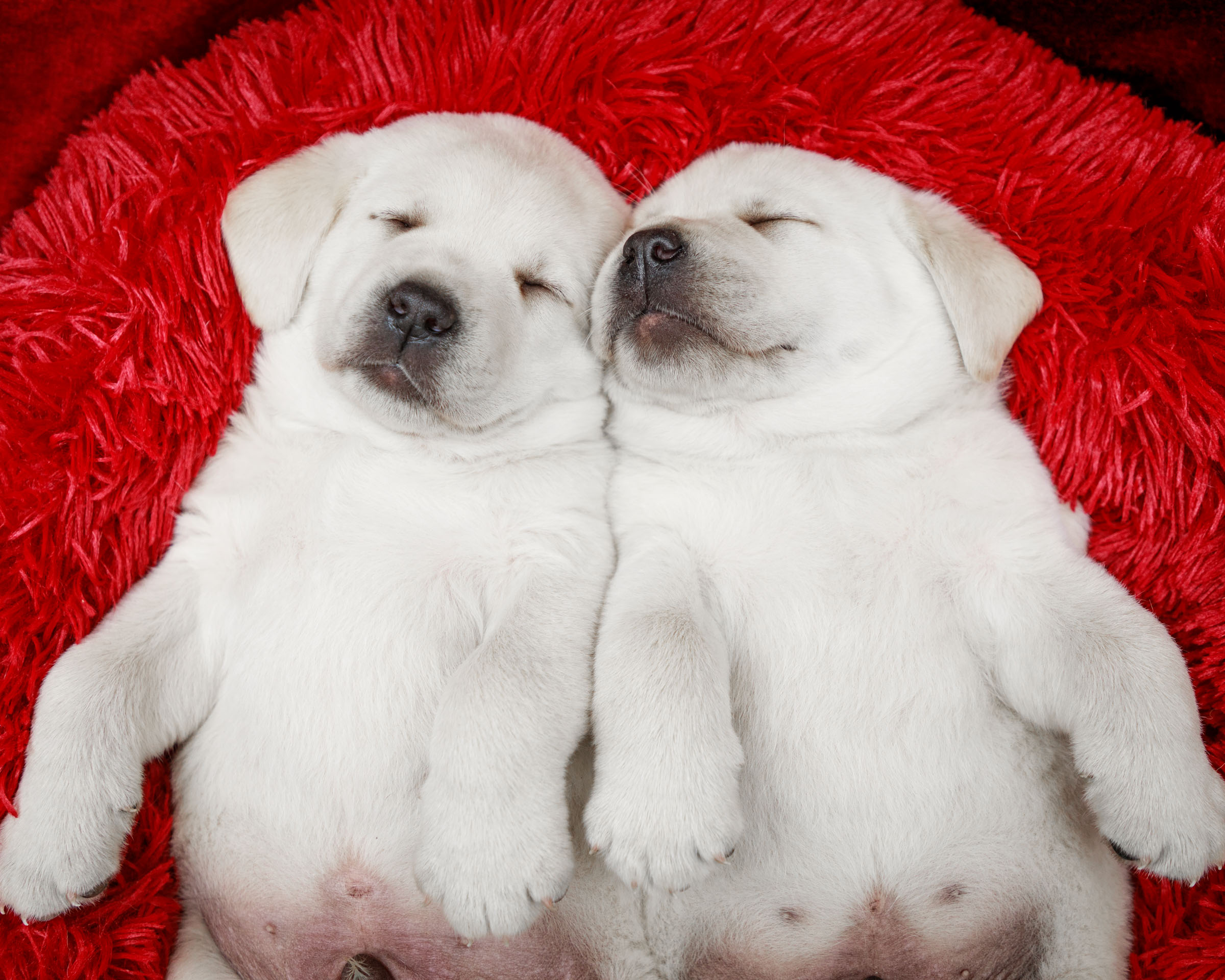 Past English Labrador Litters – Golden Oaks